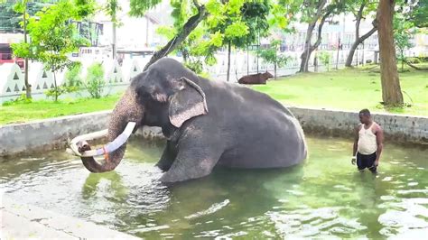 දෙවුන්දර ගිහින් දෙවියන් වදින්න කලින් නාගන්න සැරසෙන වාසනා Youtube