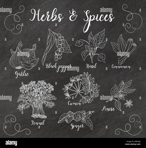 Herbs And Spices Hand Drawn Vector Isolated Stock Vector Image And Art