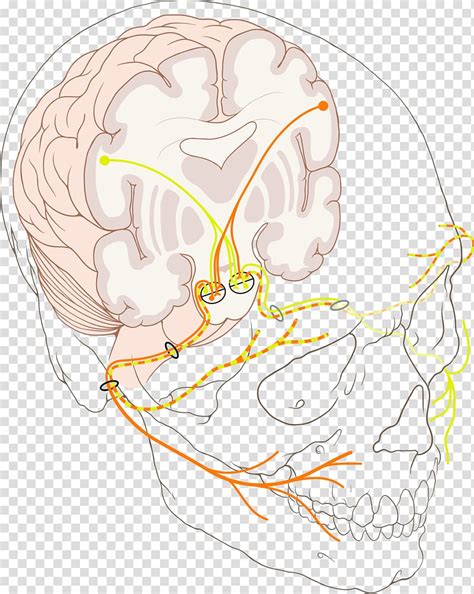 Facial Nerve Paralysis Bell S Palsy Cranial Nerves Nerve Transparent