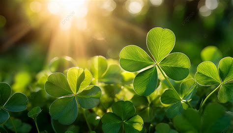 햇빛에 녹색 토끼풀 잎 토끼풀 나뭇잎 초록 배경 일러스트 및 사진 무료 다운로드 Pngtree