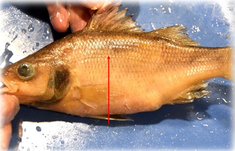 Solved Perch Dissection Name And Give A Function Of The