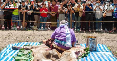 สืบสานประเพณี ‘เลี้ยงดง บวงสรวงปู่แสะ ย่าแสะ พลังศรัทธาและการรักษาผืนป่า
