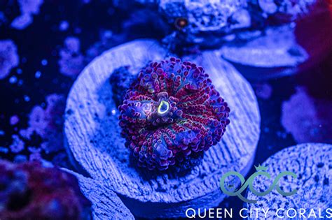 Purple Rainbow Ricordea Yuma Mushroom Wysiwyg Queen City Corals