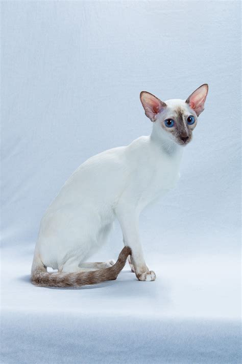 Colorpoint Shorthair — Cats Animalpedia Superrpets
