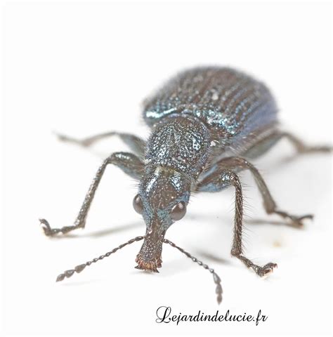 Involvulus Caeruleus Un Charançon Bleu Et Poilu