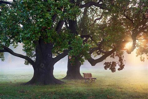 How To Grow And Care For Oak Trees Gardeners Path