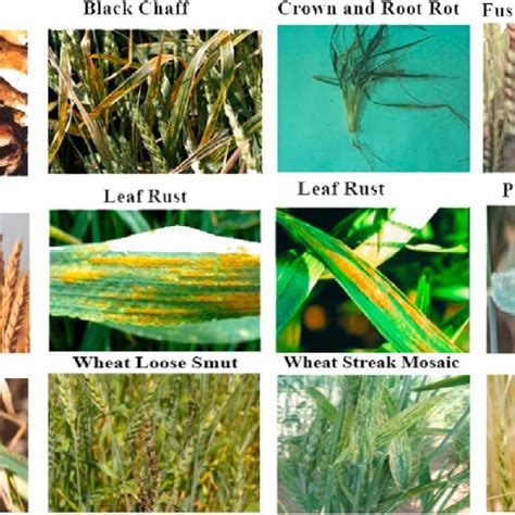 Pdf Leaf And Spike Wheat Disease Detection And Classification Using An
