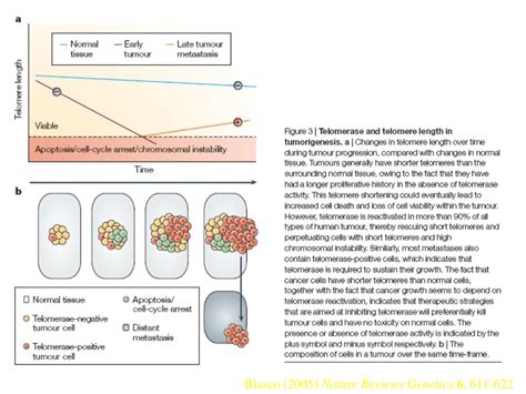 Ppt End Replication Problem Powerpoint Presentation Free Download Id6066163