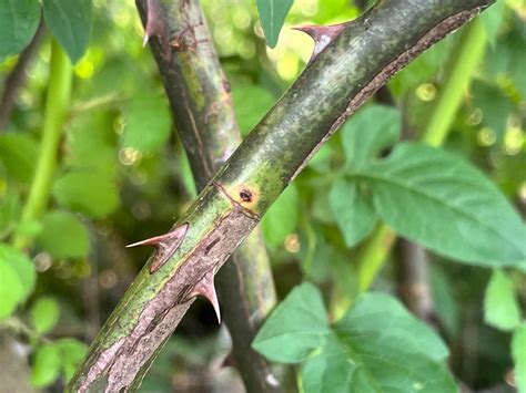 Stem Thorns