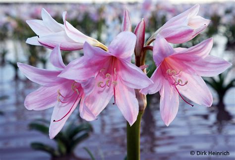 Karell Travel The Sandhof Lilies Of Namibia Lilly Mania Facebook