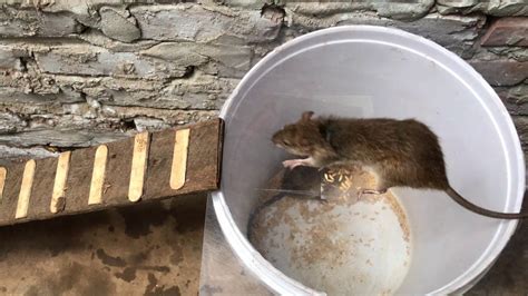 Diy Mouse Trap Water 🐀🐀 10 Mice In Trapped One Night 🐭 How To Make