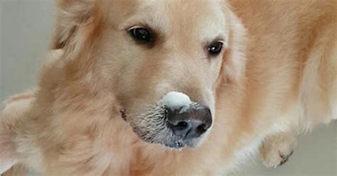 My Doggo Really Loves Milk Froth Album On Imgur