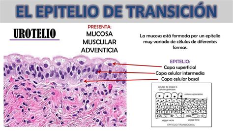 Sistema Urinario Ii Histología Medicina Humana Histología Udocz