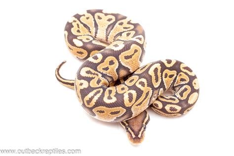Ghost Ball Python By Outback Reptiles Morphmarket