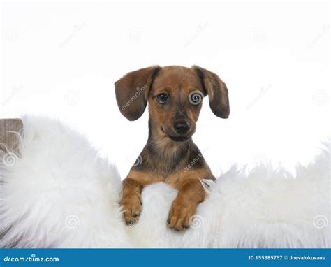 Funny Looking Puppy Wiener Dog Isolated On White Stock Image Image