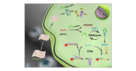 Dnazyme Amplified Cascade Catalytic Hairpin Assembly Nanosystem For