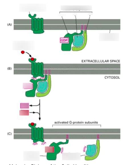 G Protein Mediated Signal Transduction Diagram Quizlet