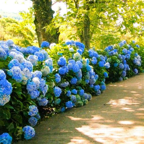 Nikko Blue Hydrangea In 2021 Nikko Blue Hydrangea Blue Hydrangea