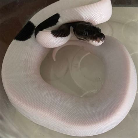Pin På Panda Pied Ball Pythons By Joes Ball Pythons