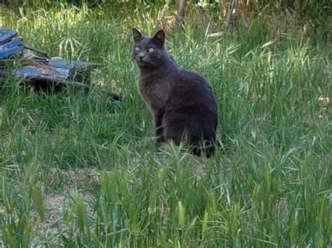 Shoulder Luxationamputation Help Cats