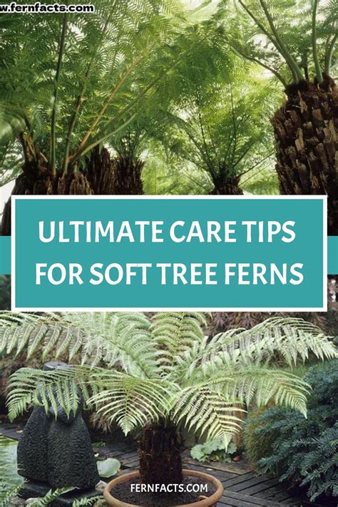 Soft Tree Fern Dicksonia Antarctica Full Care Guide Artofit