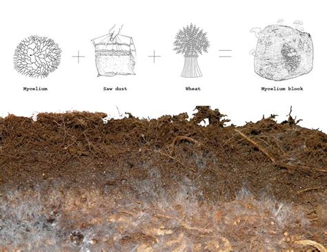 Mycelium Composites Grow It Yourself Hands On