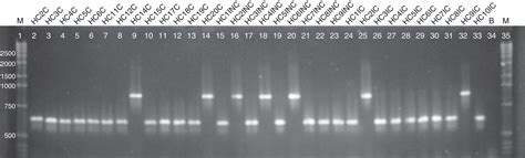 Susceptibility And Molecular Characterization Of Candida Species From Patients With
