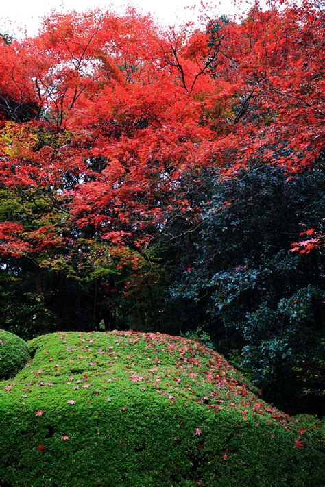 洛北の古刹のもみじ 紅葉不作の年でも詩仙堂 京都もよう KYOTO MOYOU