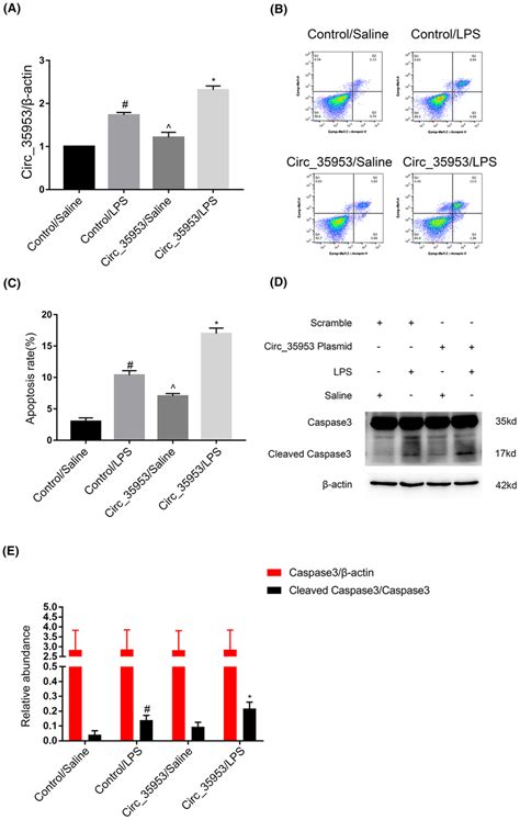 Circ 35953 Accelerated LPSinduced Cells Apoptosis BUMPT Cells Were