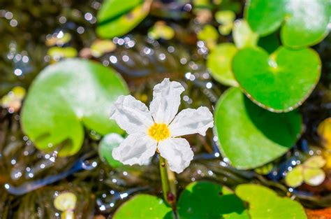 Банан водный: содержание и размножение, использование, фото-обзор
