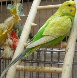 Colors Of Budgies Budgiez