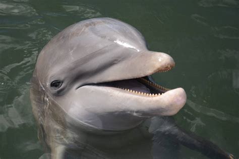 Detectan Por Primera Vez La Muerte De Delfines Por Una Bacteria Que