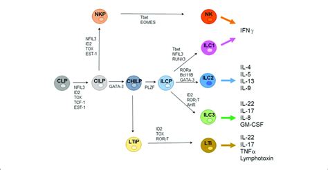 Representative Ilc Development And Cytokine Production Common