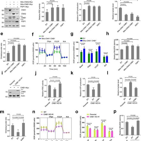Mitochondrial Localized Calcineurin Inhibits Tumor Cell Proliferation