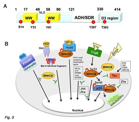 WWOX WOX1 And Signaling Networks A A Schematic Structure Of