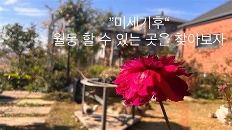 정원에 미세기후를 찾으면 월동도 가능하다 Youtube