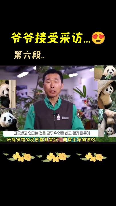 第六段爷爷接受采访啦 ️爷爷还怕福宝不记得他老人家😂 熊猫爷爷 熊猫福宝 福宝和爷爷 福宝回国了 Youtube