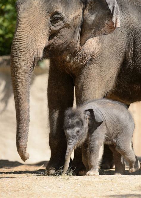 Слонёнок Прия Пикабу