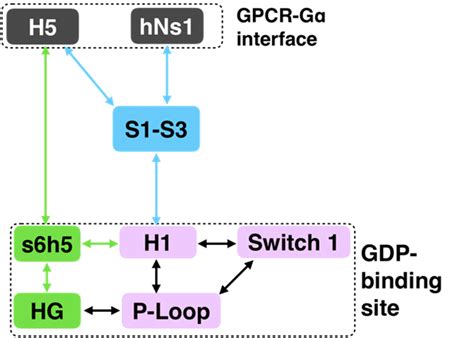Allosteric Network Connecting The Gpcr And Nucleotide Binding