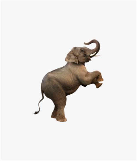 Png Png Kuaipng