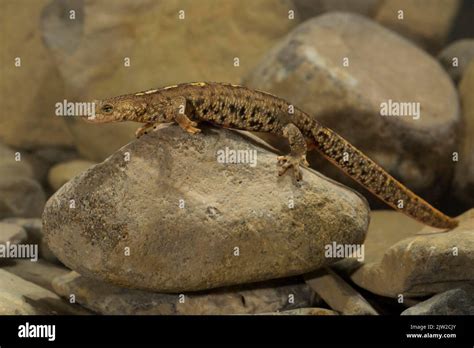 Pyrenean Brook Salamander Calotriton Asper In Water Body Aragon