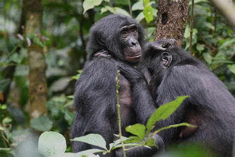 Bonobos In Congo Form Girl Groups To Fend Off Male Aggression Study
