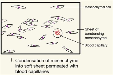 Intramembranous Endochondral Ossification Steps Flashcards Quizlet
