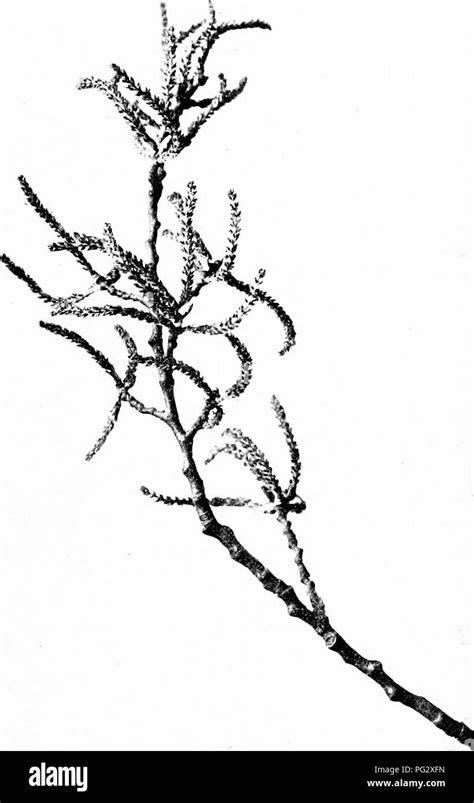 This Guide Provides Identification Tips And Information On Native Trees Focusing On Species