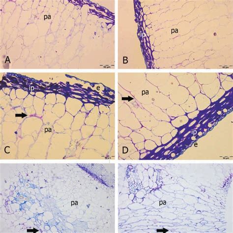 Opuntia Stem A Tangential Fresh Section Of Epidermis Without Download Scientific Diagram