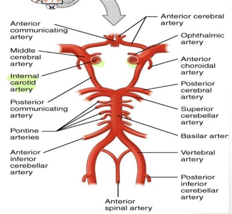 Cerebral Vascular Anatomy Intracranial Venous Drainage Bbb Flashcards