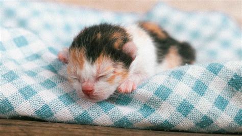 Una De Gatito