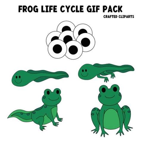 Simple Frog Life Cycle  Pack By Crafted Cliparts Tpt