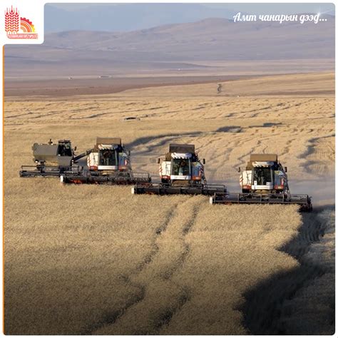 Улаанбаатар гурил ХХК энэ намрын шинэ ургацын улаан буудайгаа өнөөдөр хүлээн авлаа