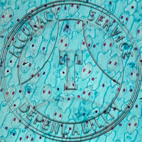 Lilium Leaf Epidermis Prepared Microscope Slide